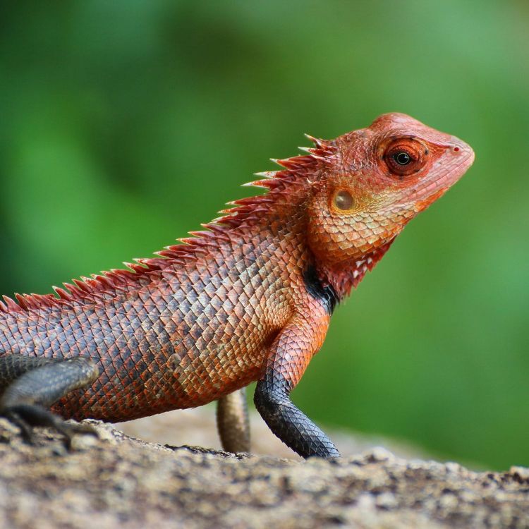 Reptile Awareness Day - SERC