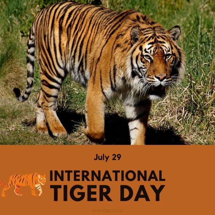 International Tiger Day - SERC