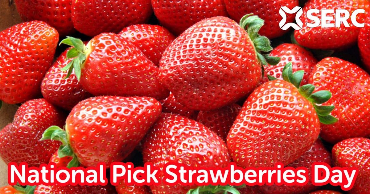 National Pick Strawberries Day - SERC