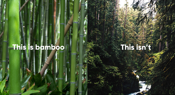 World Bamboo Day: Save Trees, Use Bamboo Products - SERC