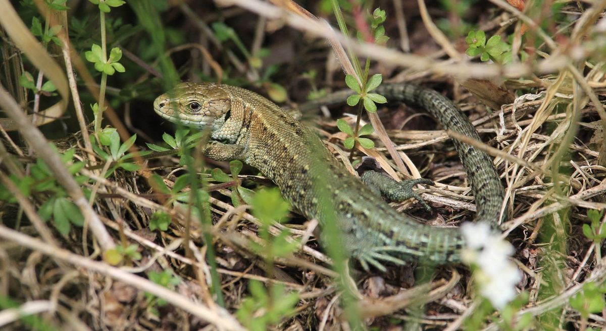 Animal Management students help upgrade habitat for Common Lizard - SERC
